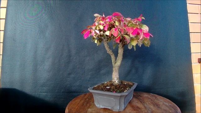 Бонсай бересклет крылатый Bonsai Euonymus alatus Compactus осень 2022 год