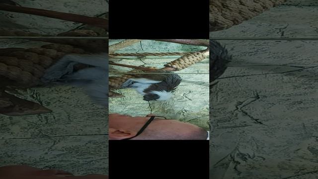 Обезьяна Дантист