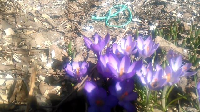 Первые весенние цветы - Крокусы, работают пчёлы 05.04.2019