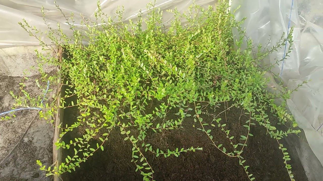 Результат черенкования клюквы сорта Пилигрим