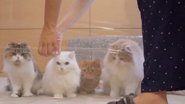 .Cats vs Invisible Wall _ Kittisaurus