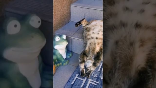 Красиво спать не запретишь #Красиво спать #не запретишь  #short #Sleeping beautifully #can't forbid