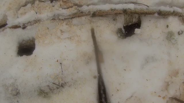 Хускварна 365 против 2-х Штилей 361 с Китайской ПОРШНЕВОЙ.