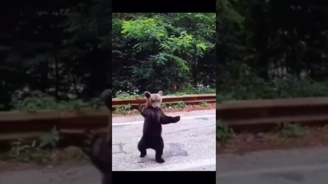 Конфу от Русского медведя )))