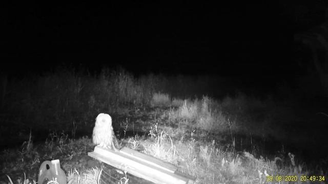 Прилетела ночная птица полакомиться