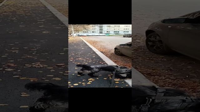 я люблю тебя ??