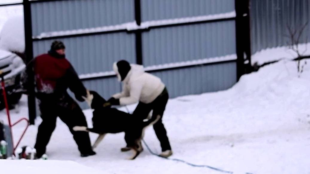 Аборигенный волкодав - защитная дрессировка - укус в ногу