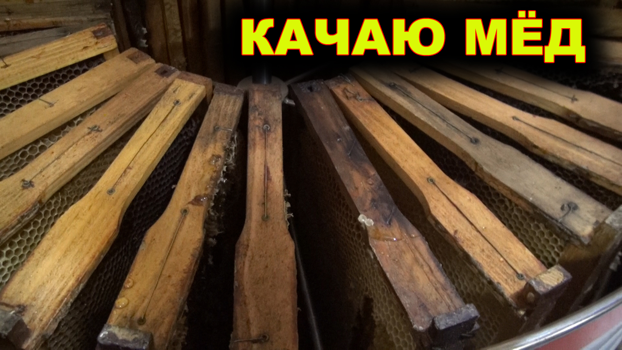 Качаю первый мёд. Спб.