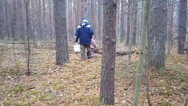 Прогулка по лесу.mp4