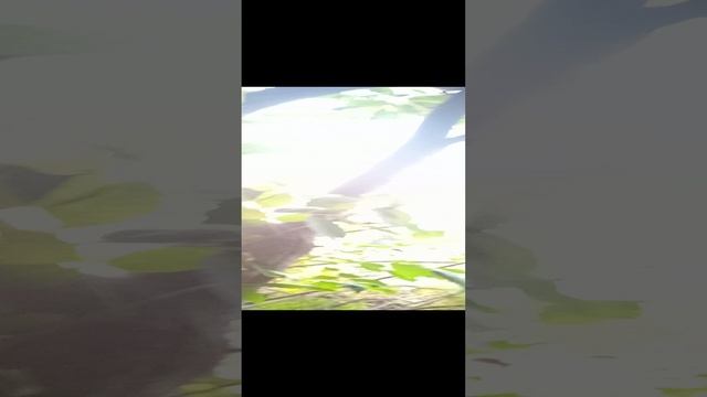 Ультрасвет. Винновка. Самарская область.