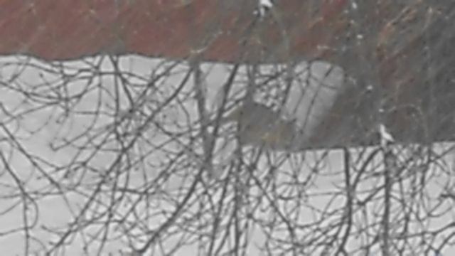 Кошке не нравится снег. Она уходит в подвал DSCN5042