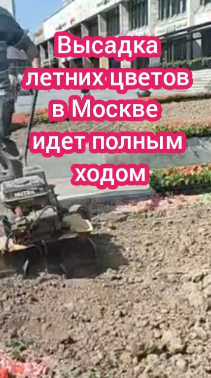 Летние цветы уже в Москве
