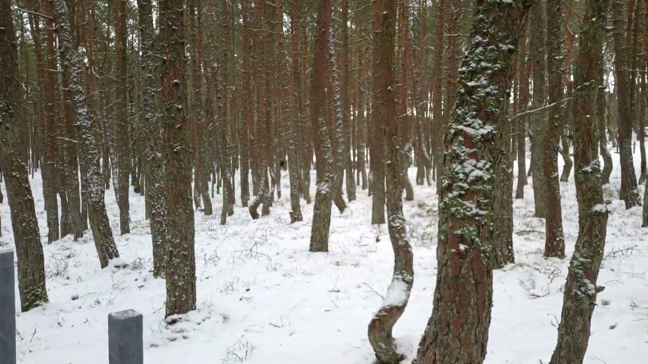 Куршская коса, танцующий лес.