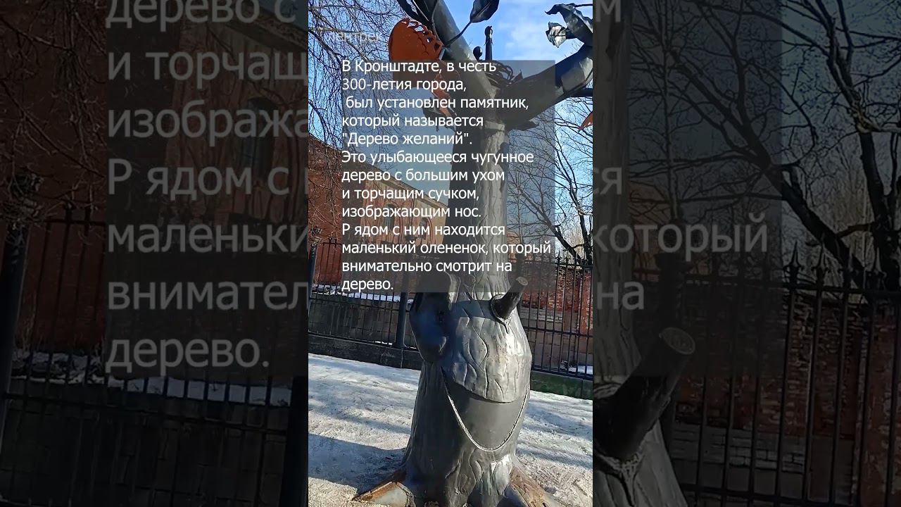 Дерево желаний  в Кронштадте #Деревожеланий #Кронштадт