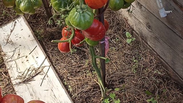 Сибирь. Обзор и дегустация томата Красный трюфель.