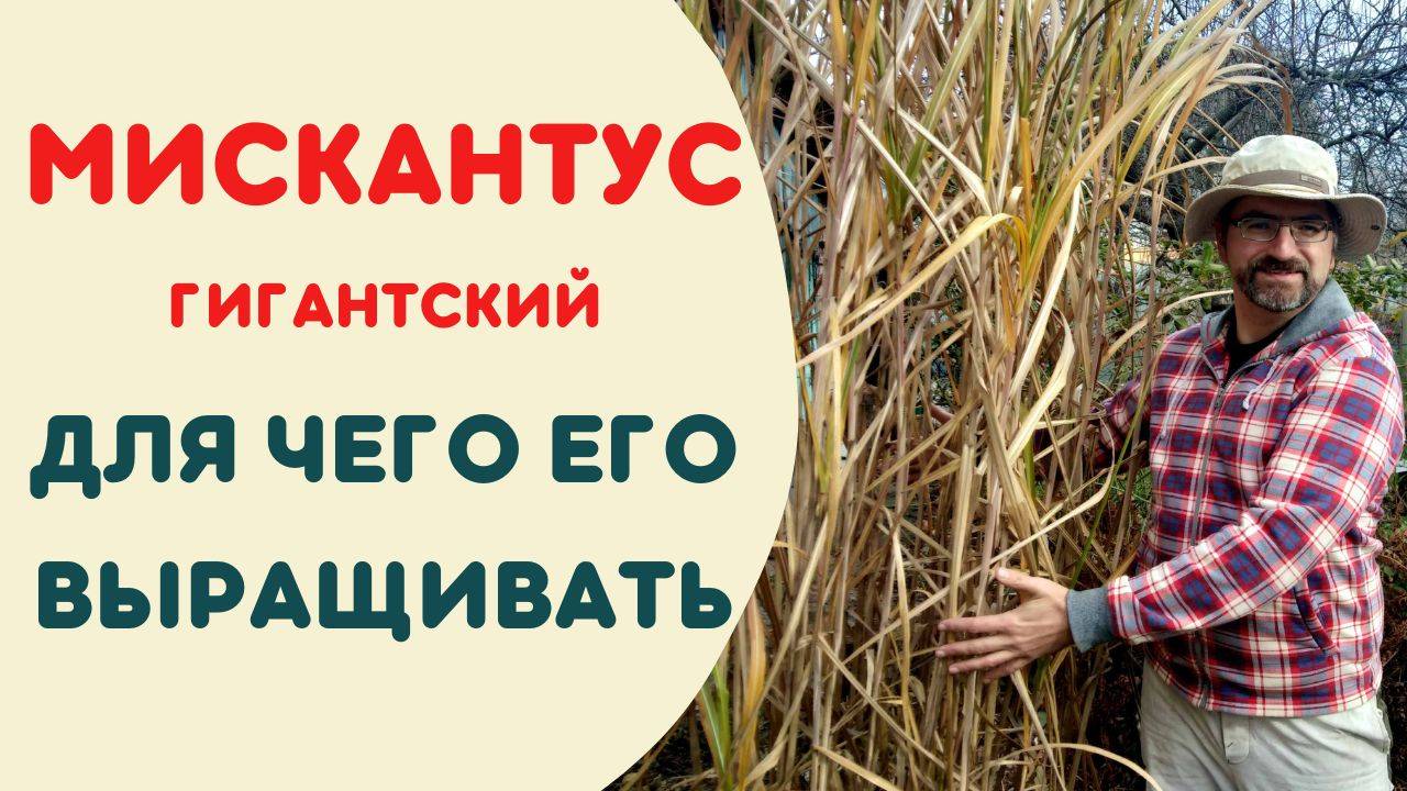Мискантус Для чего выращивать?