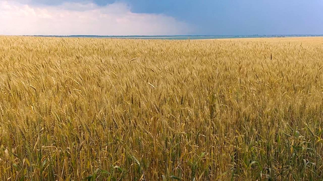 Пшеничная нива