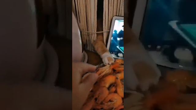 Котик думает что его не видят