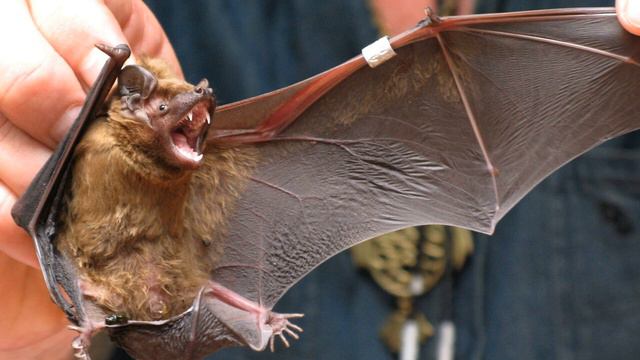 Звуки Летучей Мыши