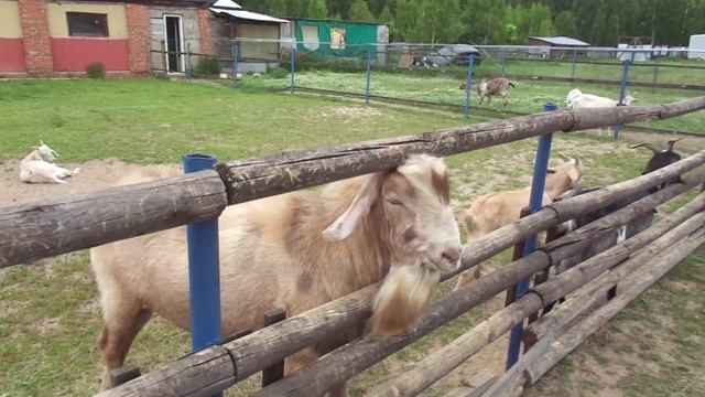 Страусиная ферма в Макарьево (козлятки)
