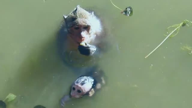 5 минут переживаний за маленькую обезьянку..mp4