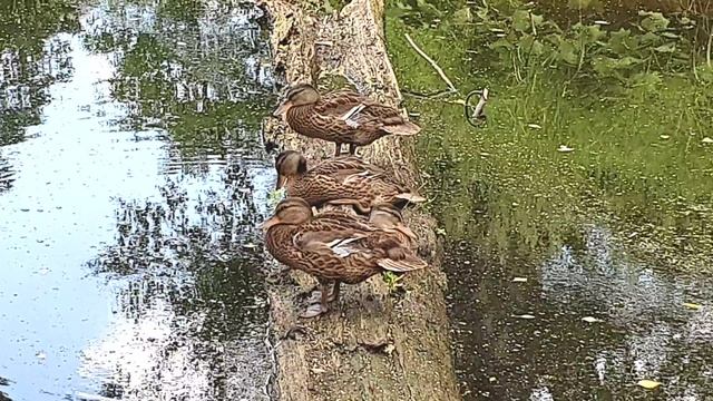 Сидят четыре утки