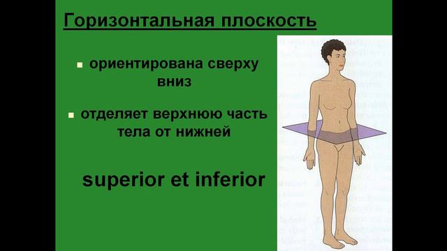 Оси и плоскости в анатомии. Горизонтальная плоскость.