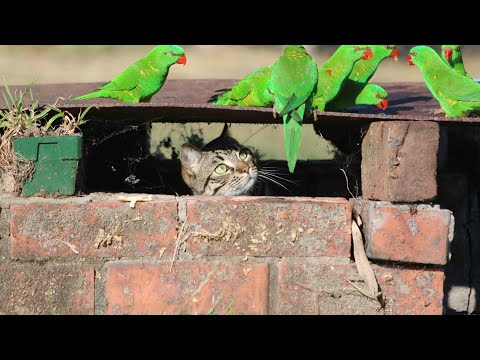 Большинство кошек, когда находятся на улице, хотят обратно домой и наоборот, все это одновременно