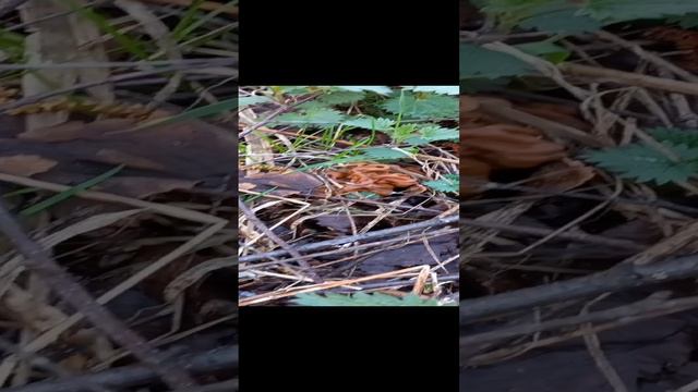 Сбор сморчков и строчков, Смоленский район