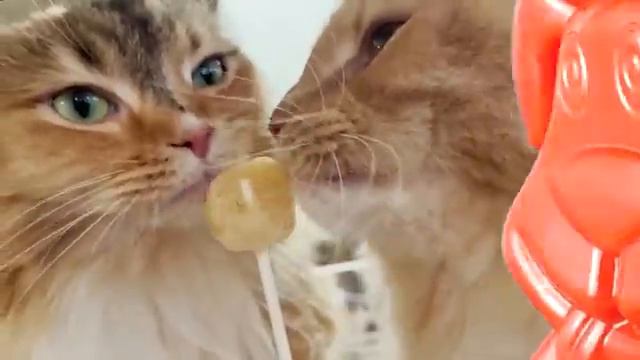 Котик чуть не утонул в унитазе в японском кафе. Приключения желейного Стасика.