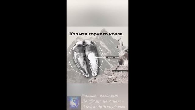 Как Козлы держаться на скалах.