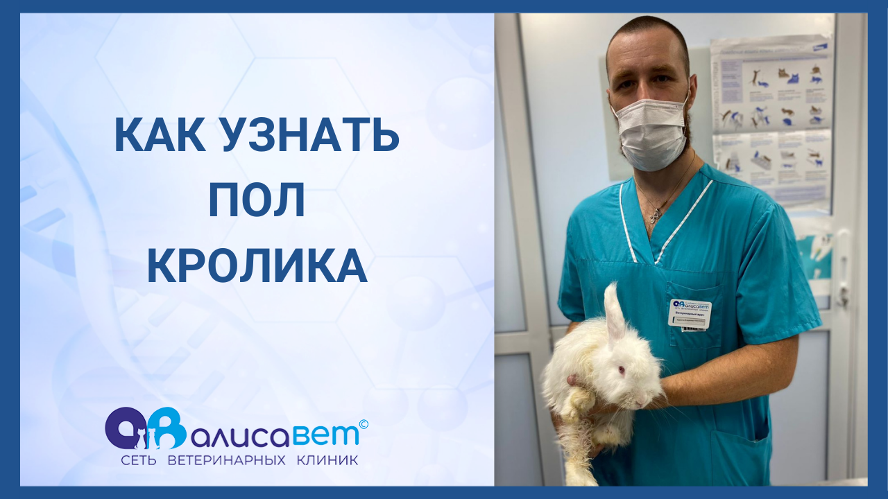 Как отличить крола от крольчихи