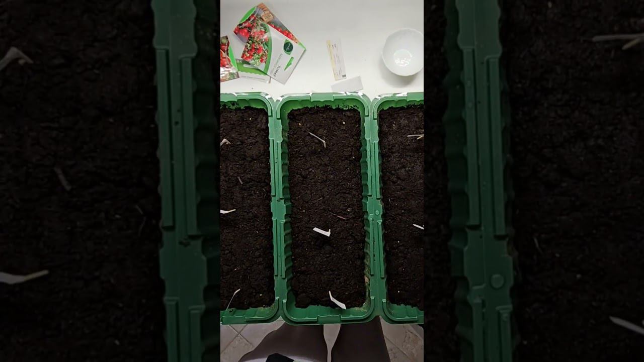 посевной сезон открыт. в этом году припозднилась. жду урожай)