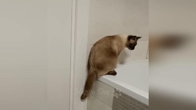 Приколы с животными #4