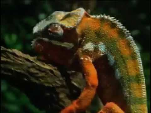 Хамелеону хочется поговорить с кем-нибудь