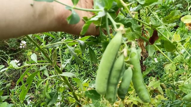 Зеленый горошек созревший