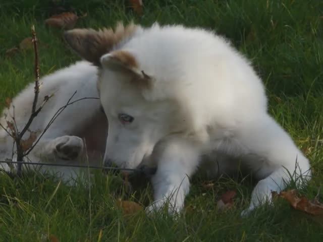 Денька на прогулке...
Слайд-шоу...