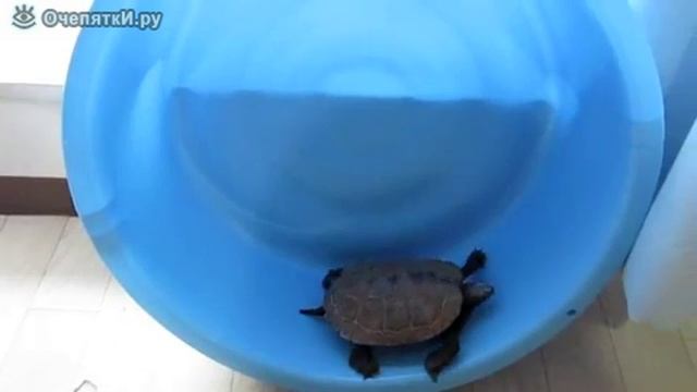 Черепашка-хомяк.mp4