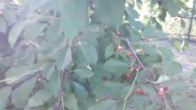 Защитная сетка от птиц