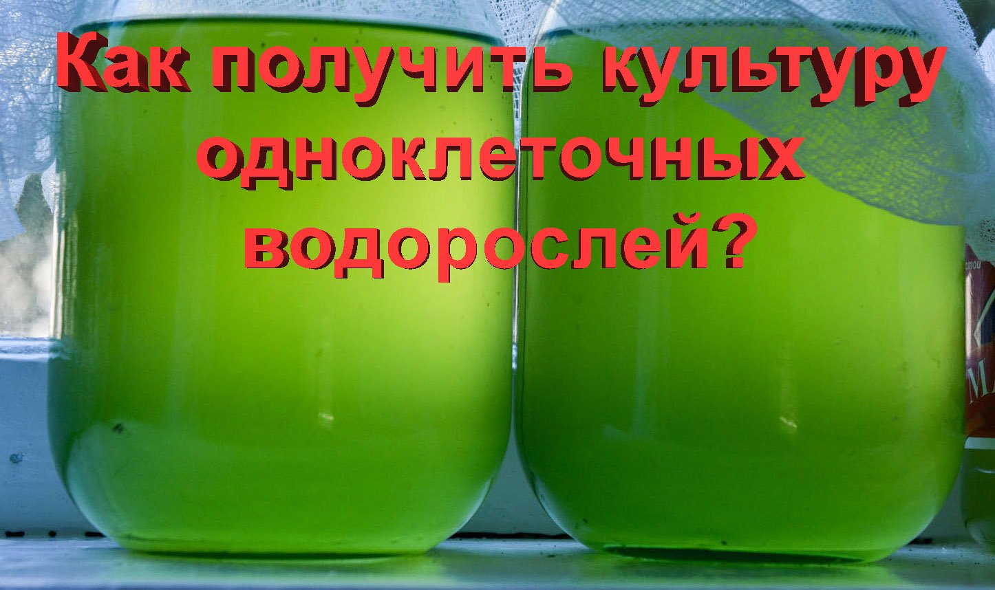 Разведение одноклеточных водорослей. Как получить культуру?