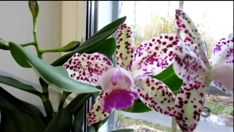 Орхидеи. Домашнее цветение. Каттлея Грин ЭмералдOrchids. Bloom.Cattleya Green Emerald.mp4