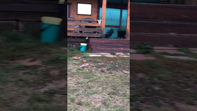 АМЕРИКАНСКИЙ БУЛЛИ . ОХРАНЯЕТ .