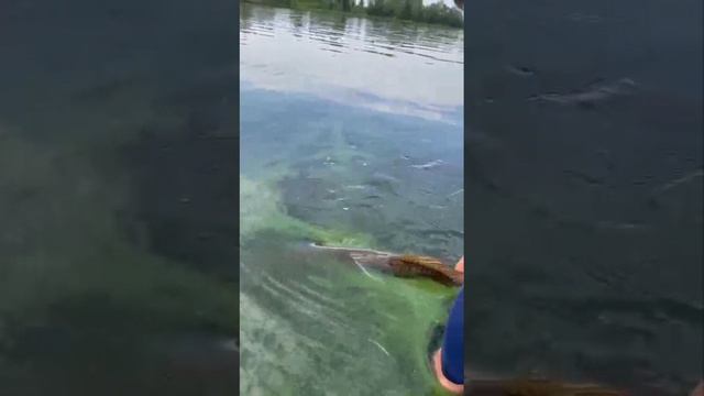 Рыбалка с гидом на щуку