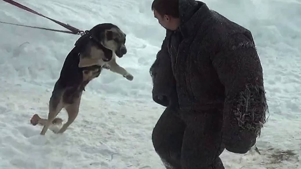 Как после родов охраняет аборигенная овчарка