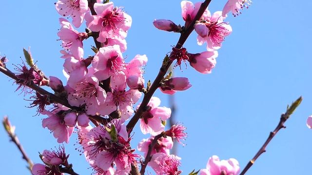 В персиковых садах. Крым.