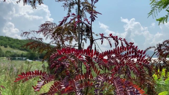 4 растения Крыма, которые могут расти в Москве