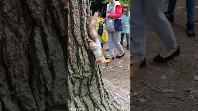 Белки. Парк Южные культуры. Адлер. Сочи.mp4