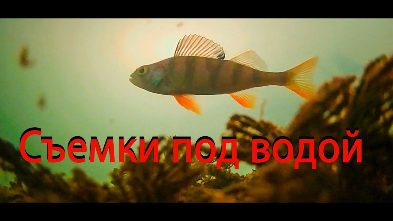 Ищем крупную рыбу с помощью подводной камеры на таежном пруду.