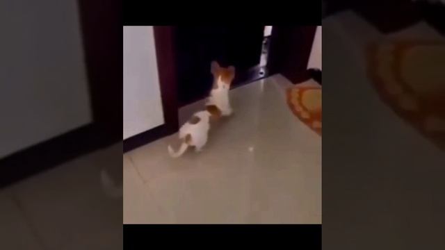 Самые смешные видео с собаками и кошками ? - Лучшие смешные видео с Животными 2023 ?