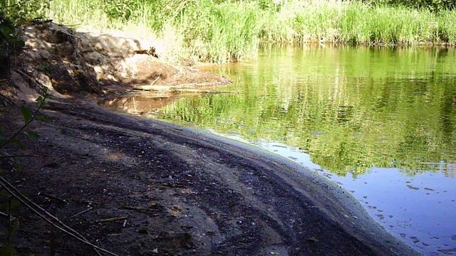 Перевозчик кормится на берегу речки_ФГБУ Нижне-Свирский